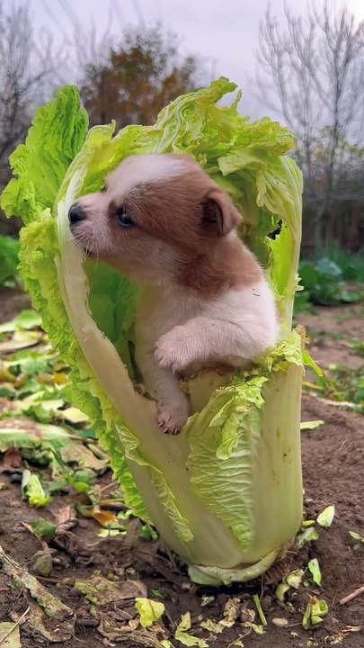Dog Eating Cabbage |Dog Funny Moments | Animals Funny Moments | Cute ...