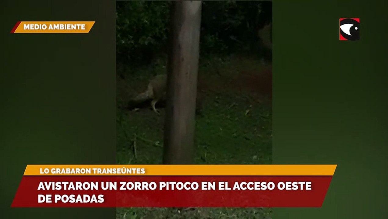 Avistaron un zorro pitoco en el acceso oeste de Posadas - Vídeo Dailymotion