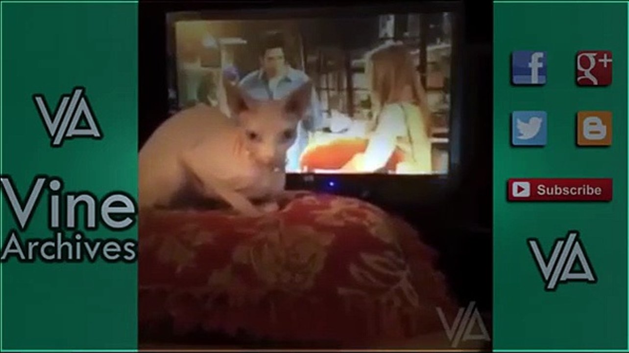 Cats Vine Compilation - 2015 Funny and Cute Animals Vine Compilation ...