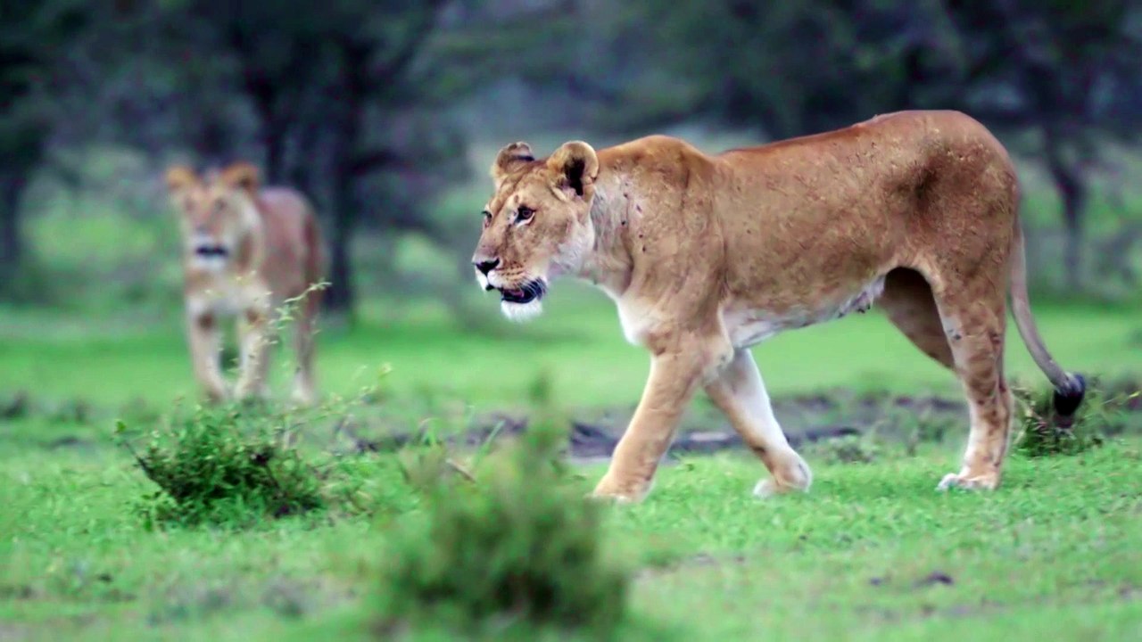 Lion Wildlife - video Dailymotion