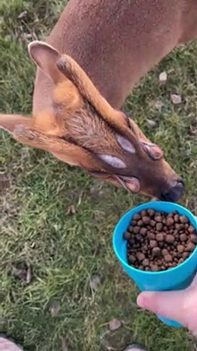 Biscuit The Alien Deer - video Dailymotion