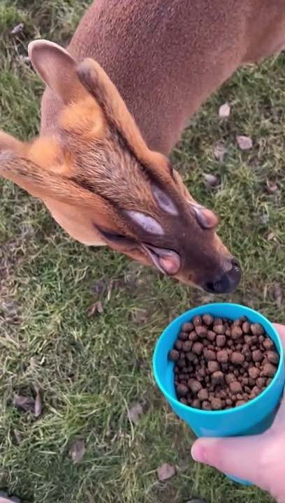 Biscuit The Alien Deer - video Dailymotion