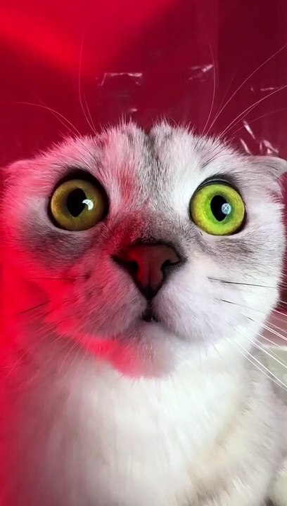 "Rolling with the Pandas: Clumsy Cuteness and Belly Flopping Fun ...