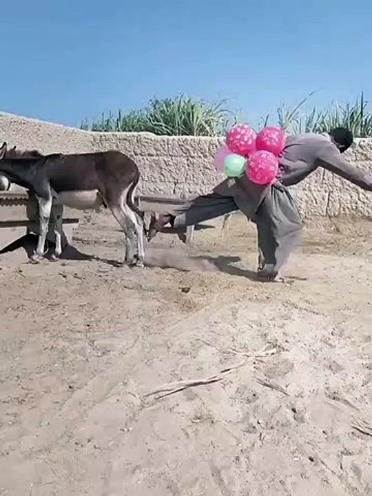 Donkey Fighting - video Dailymotion