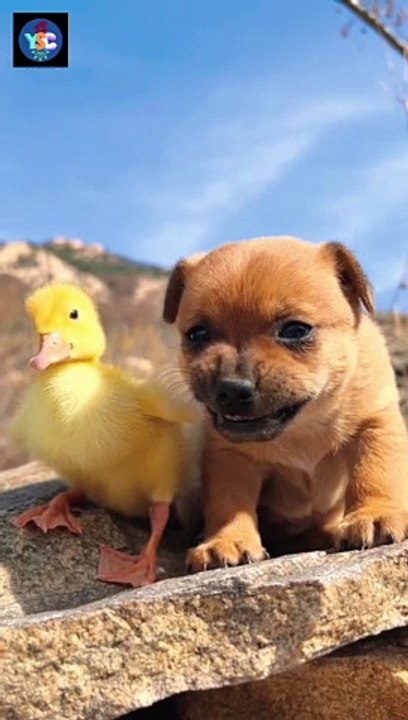 Cute animal play 58 - video Dailymotion