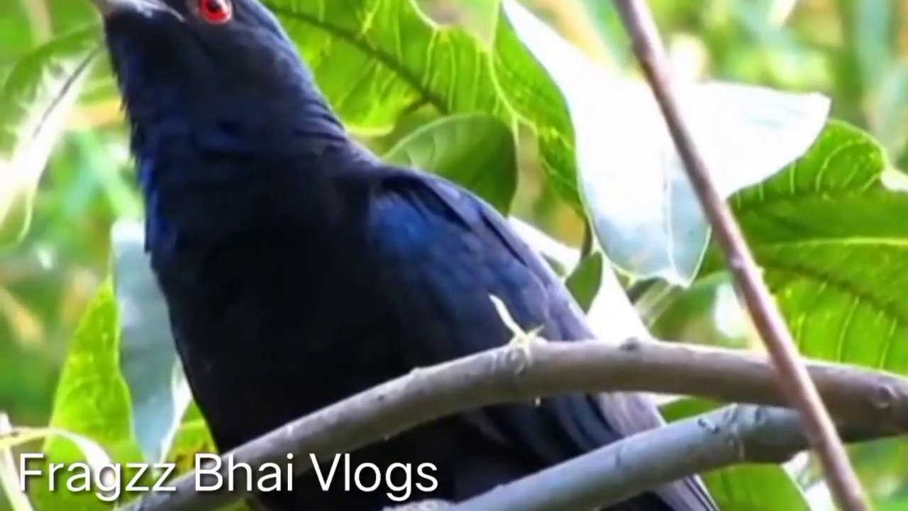 koel bird singing sound - Koyal ki Awaz asian koel bird singing sound ...