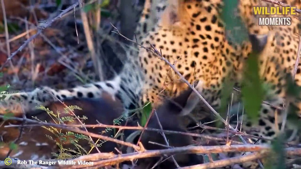 Eating Me Is Not Easy 45 Spectacular Moment When Animals Escape From ...