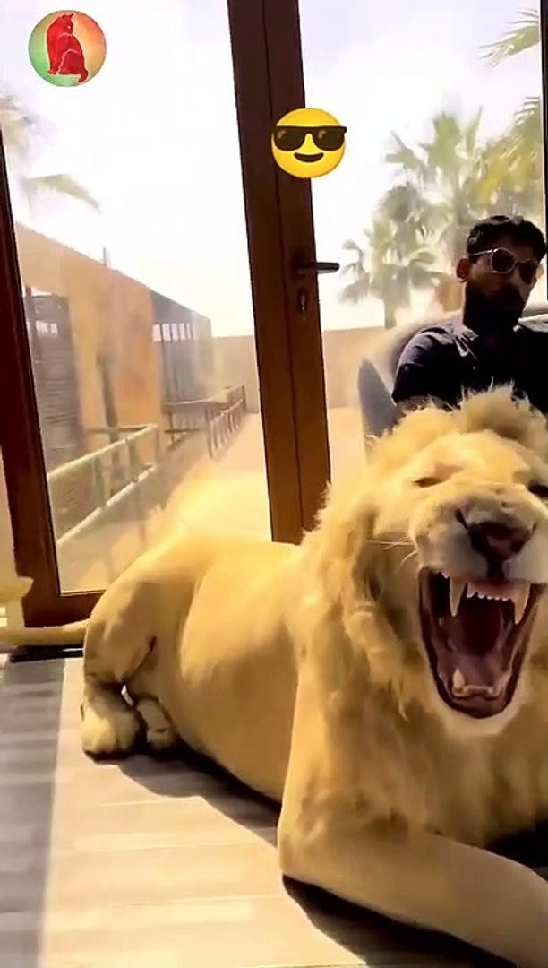 Dubai Prince With His Lion