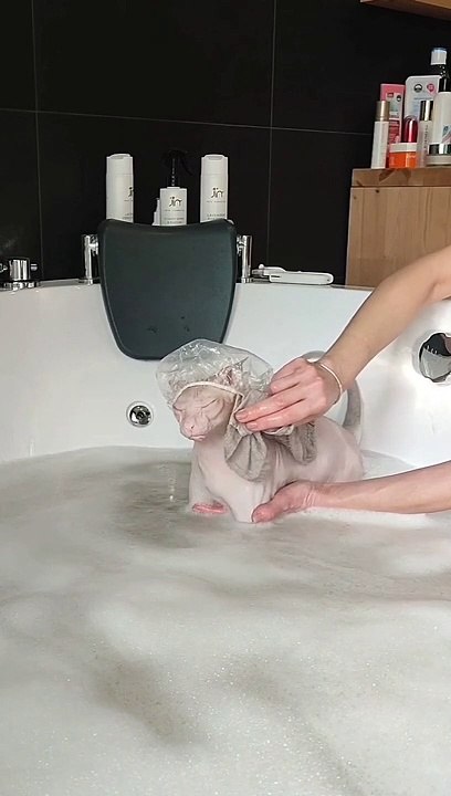 Spa Day for Zefir the Sphynx Cat - video Dailymotion
