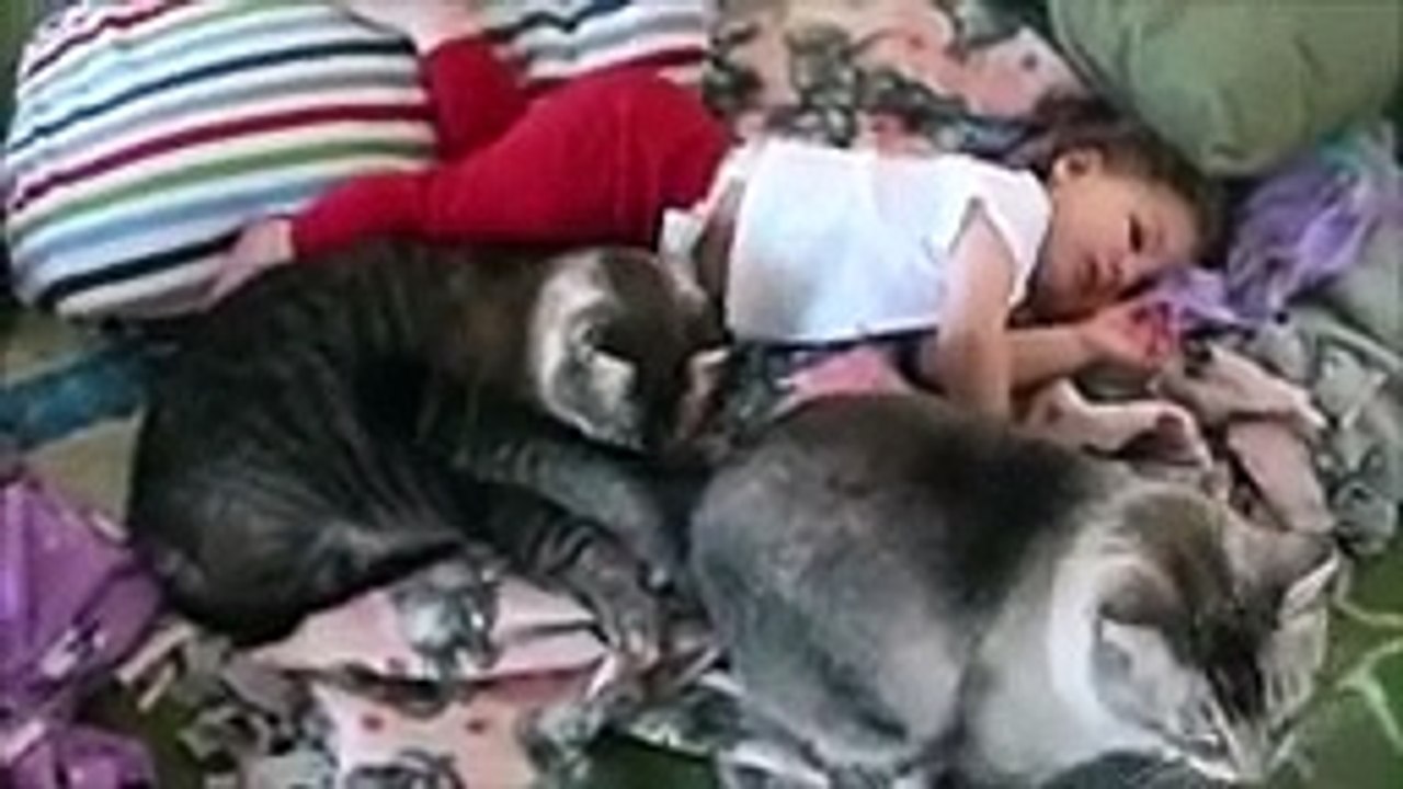 Amazing Cat protecting babies - Vidéo Dailymotion