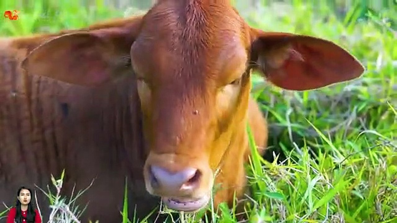 Learn_Family_Animals__Cat%2C_Horse%2C_Cow%2C_Chicken%2C_Duck_-_Farm ...