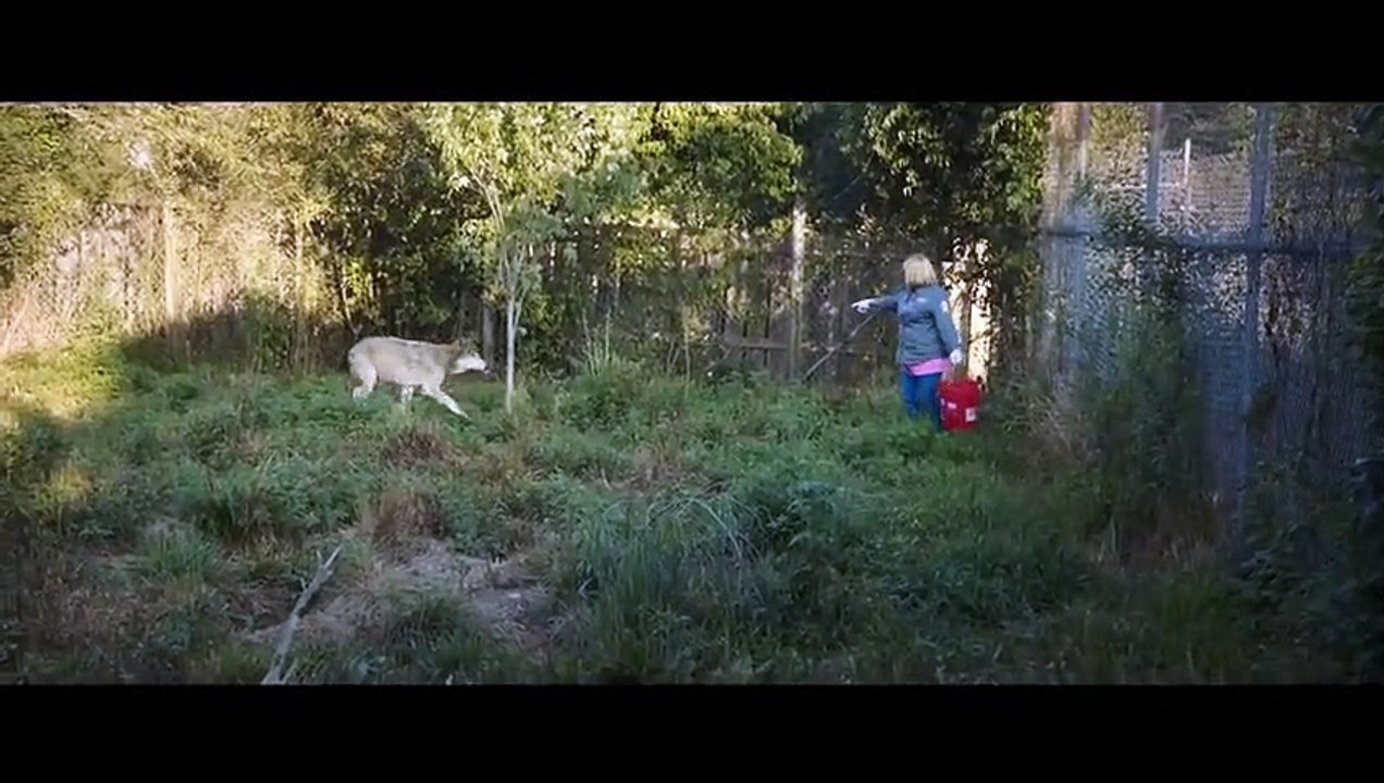 Misha and the Wolves (2021) Watch HD - Vídeo Dailymotion