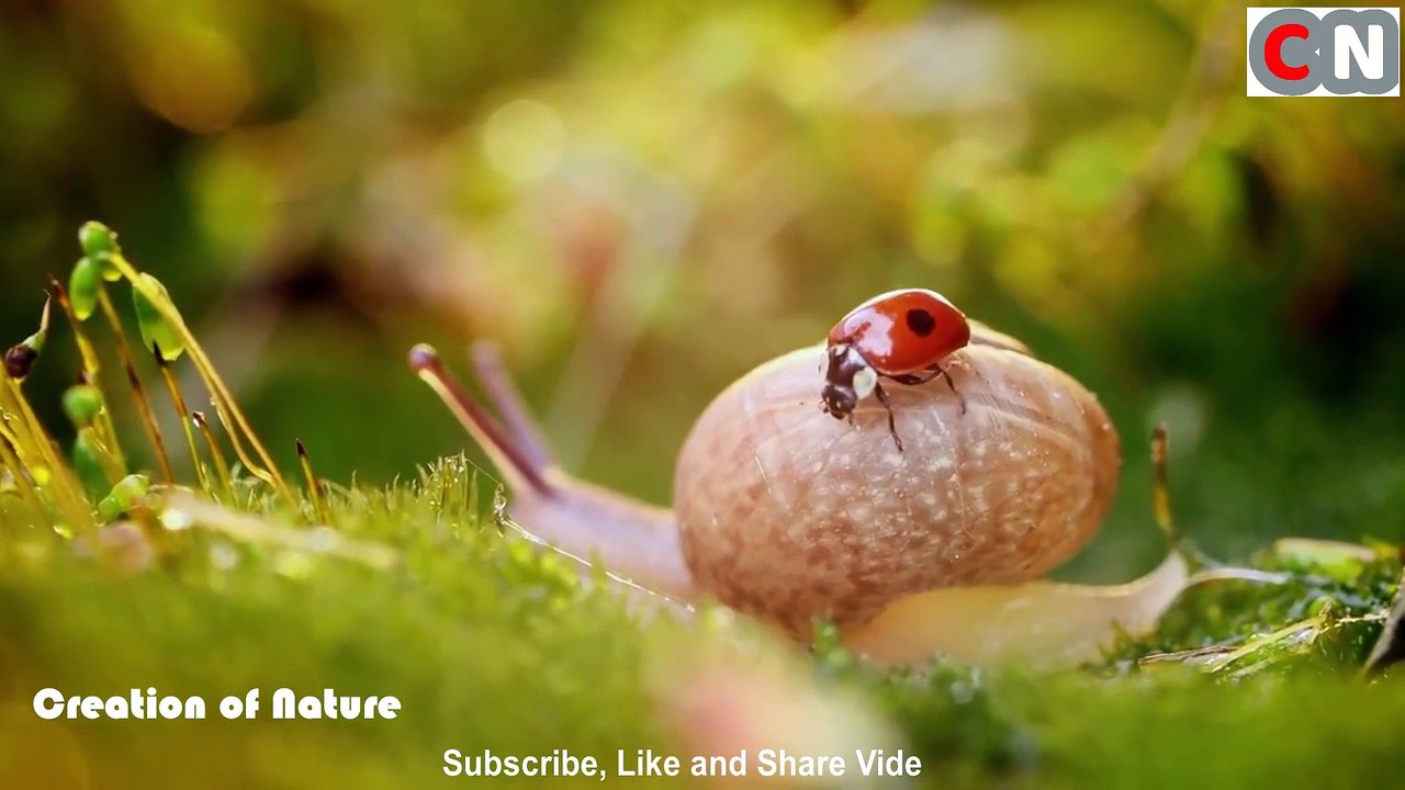 Amazing Bunch of Insects Living Wildlife Style - video Dailymotion