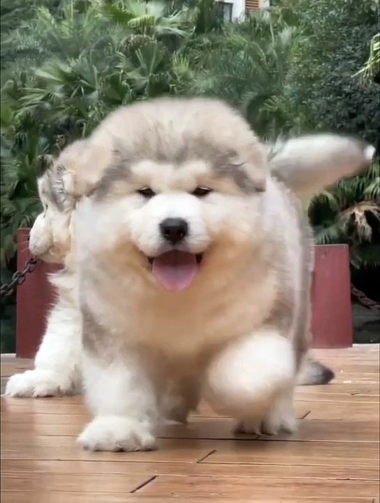 cuteness walking towards you wanna hug him _ fluffy Alaskan malamute ...