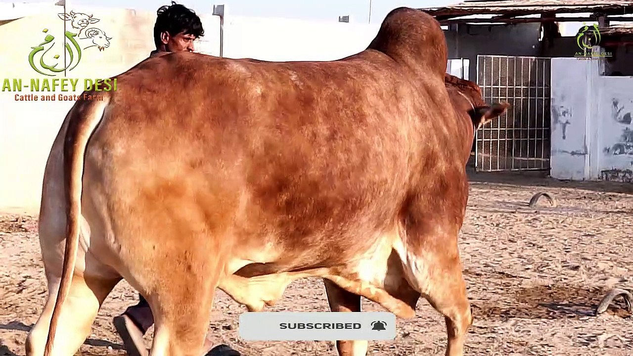 BROWN BACHRA PURE BREED EID 2023 - video Dailymotion