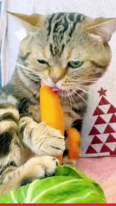 Vidio lucu ngakak KUCING LUCU VIRAL - Video Dailymotion