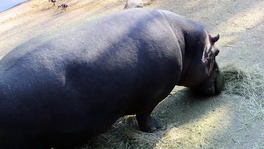 David Cooperman videos - Dailymotion