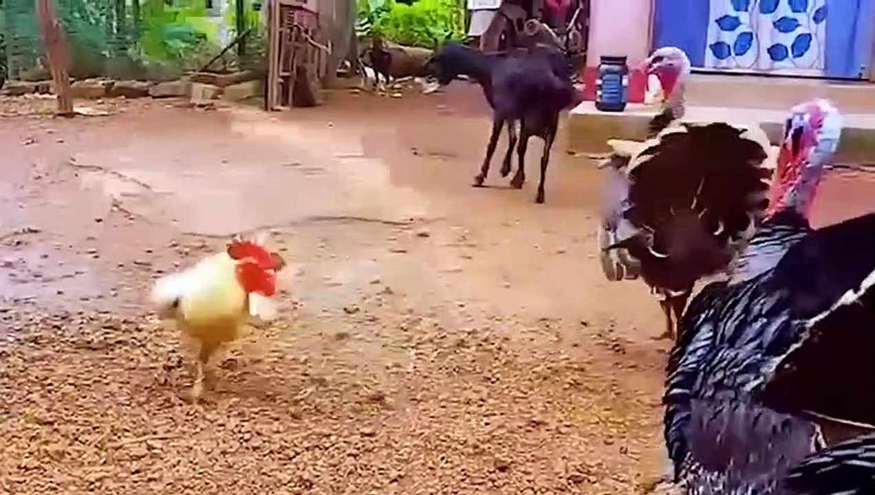 30 Times Animals Messed With The Wrong Opponent! (3) - video Dailymotion