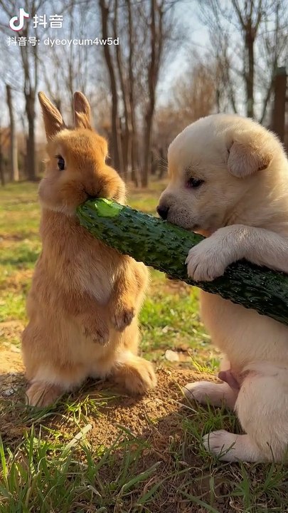 videos,rabbit and dog,funny dog and cute rabbit,dog and rabbit race ...