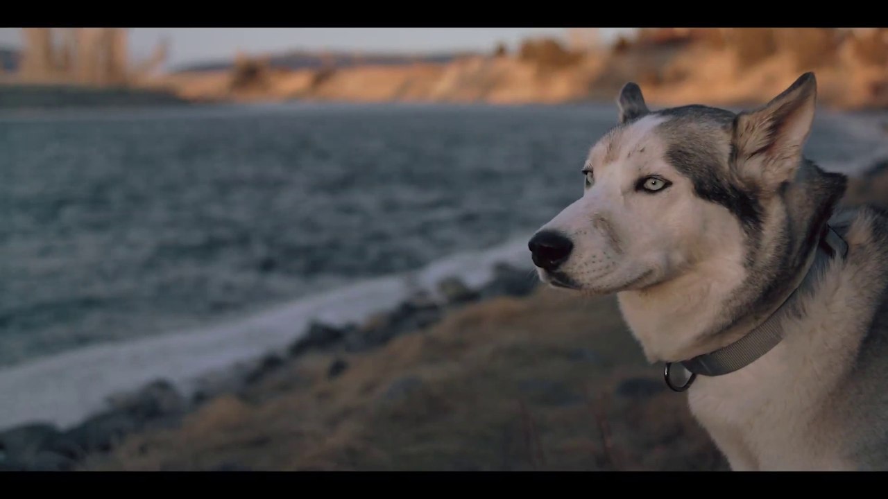 The Year Of The Dog Movie Clip - Matt and the husky dog Yup'ik bonding ...