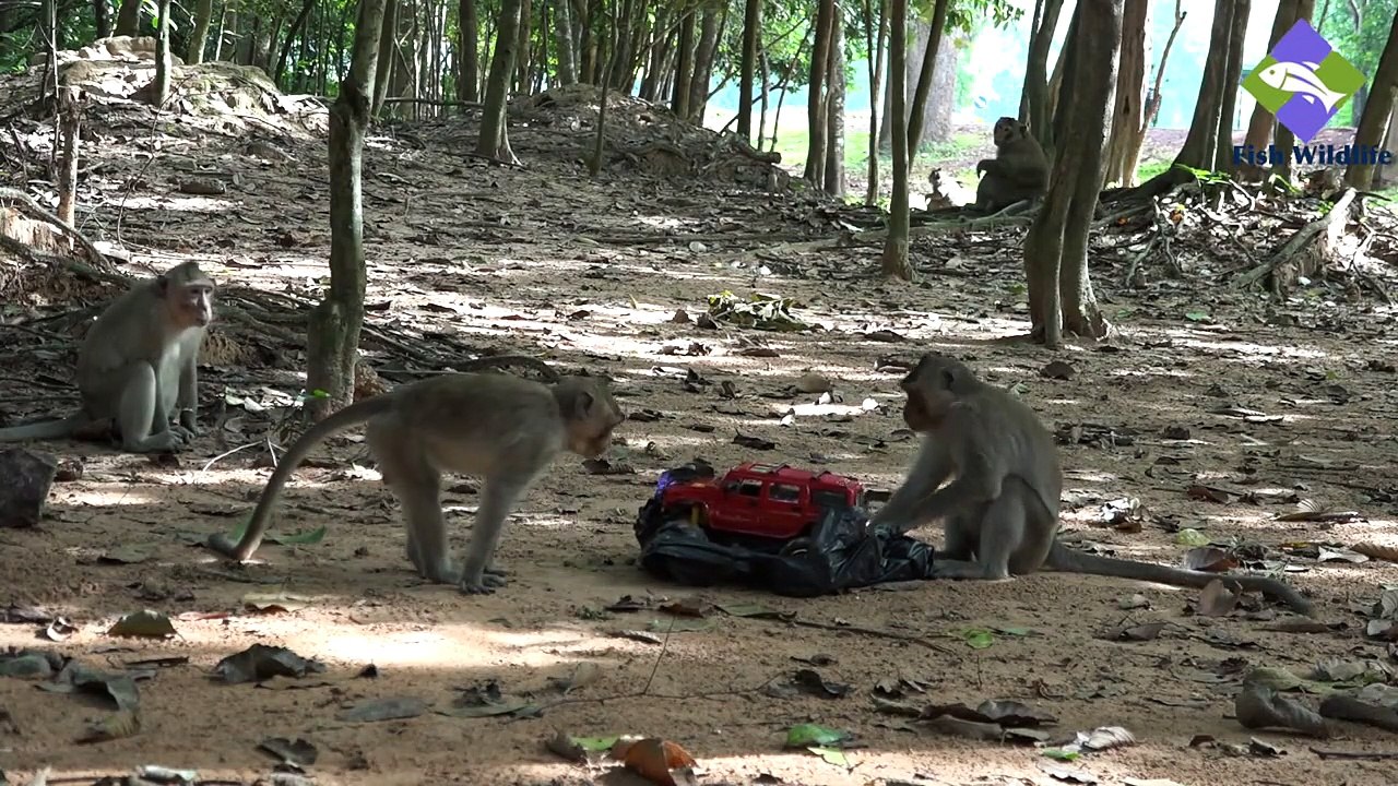 How To Make Fun With Monkeys - Everyday Monkey Funny Videos - video ...