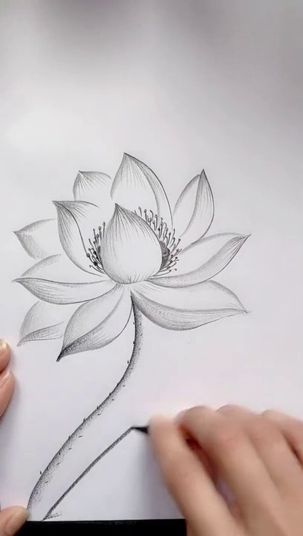 Easy Flower Pencil Drawing Flower Drawing – All Over Art
