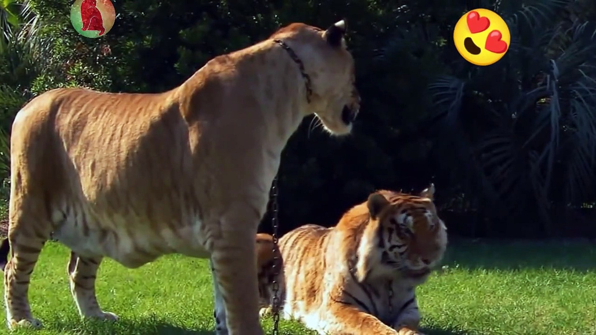Siberian Tiger Vs Liger Size Discover A Unique Big Cat Resulting From