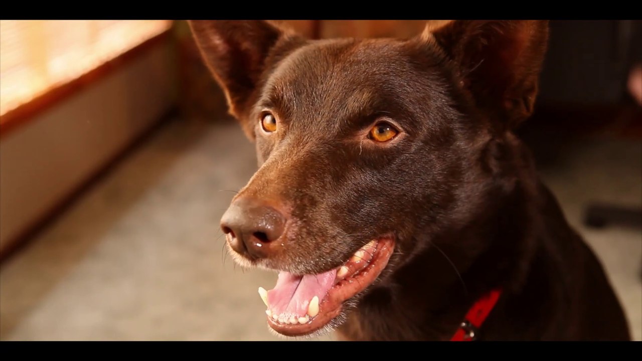 Koko A Red Dog Story Movie - video Dailymotion