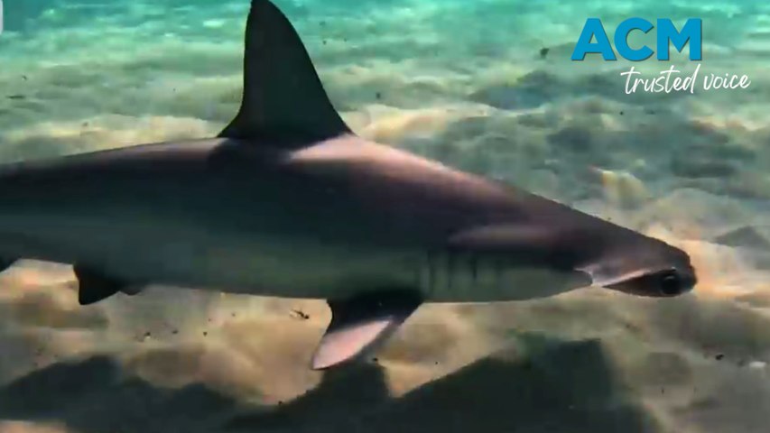 Swimmers catch a glimpse of Hammerhead sharks off Burleigh Heads | The Canberra Times | Canberra ...