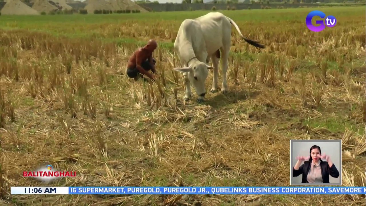 Damo na kinakain ng mga alagang baka, natuyot na dahil sa mainit na ...