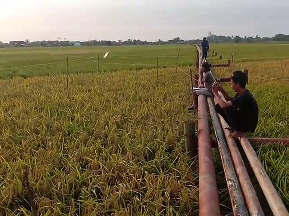 Pengambilan Data Uji Coba Varietas Baru dan Roguing - video Dailymotion