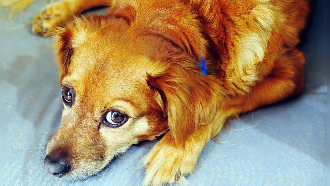 Funny Cats Meowing | Funny Cats Compilation | Funny dogs and cats ...