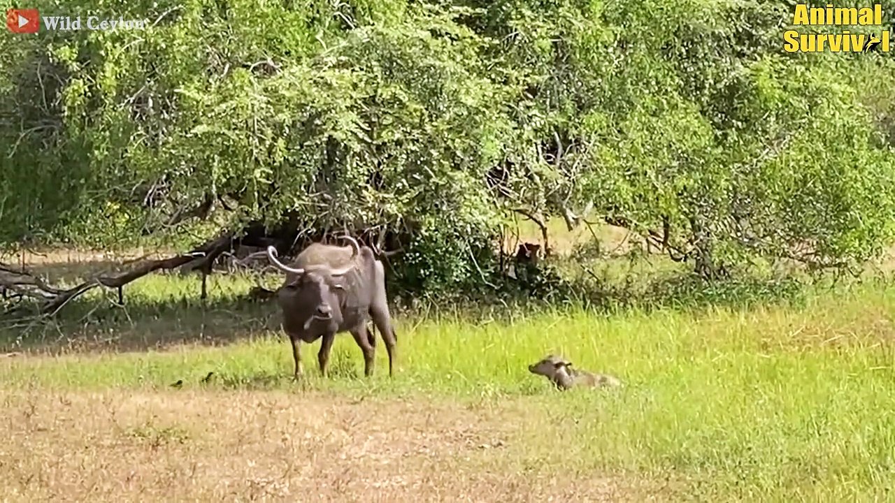Top 6 Brutal Moments Bloodthirsty Predator Hunt Adult Buffaloes Animal ...