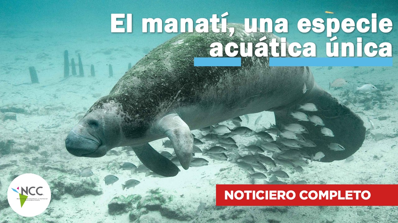 El manatí, una especie acuática única | 544 | 24 al 30 de abril 2023 ...