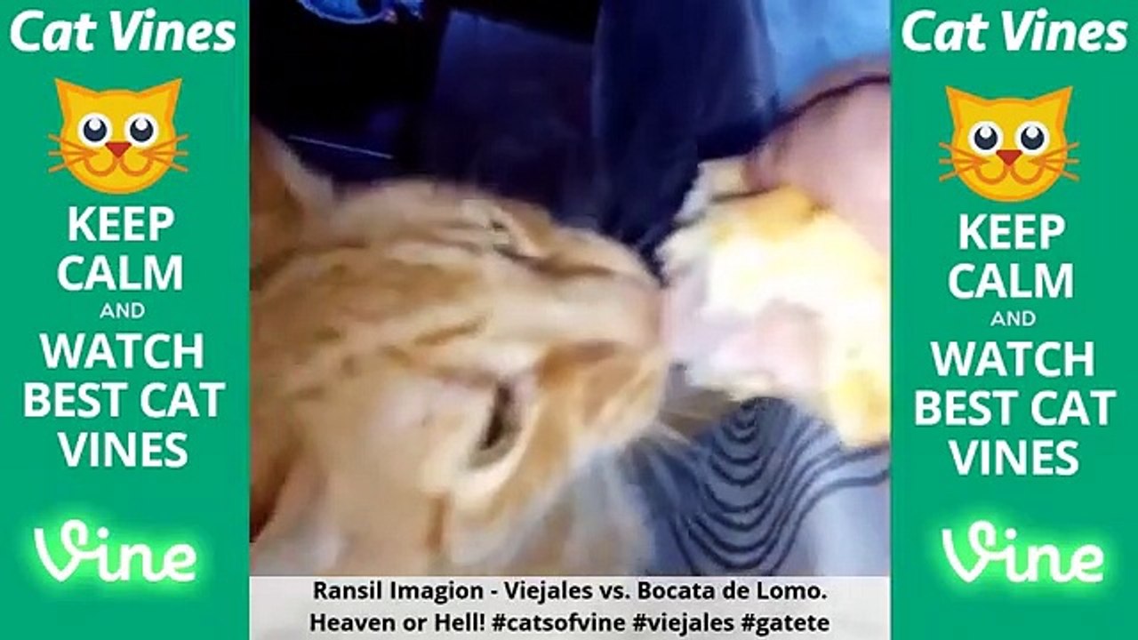 Best Funny Cat Vines Compilation 2015 #12 - Vidéo Dailymotion