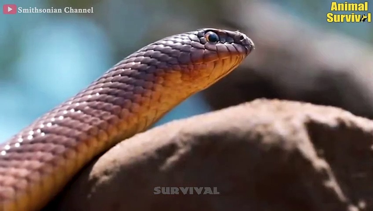 OMG! Look What Happens When Craziest Snakes Messed With The Wrong Opponent Wildlife Documentary ...