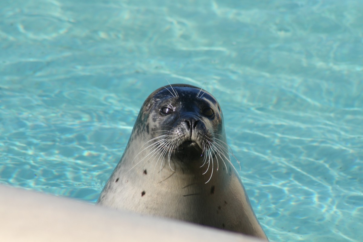 Kuşlara balık dağıtıldığını gören fok balığı tekneyi bastı, o anlar ...