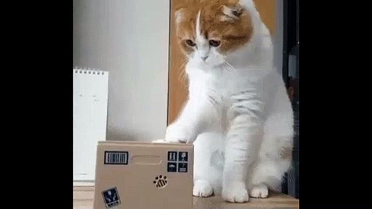 Cute & Funny Cats Doing Silly Things ! - video Dailymotion
