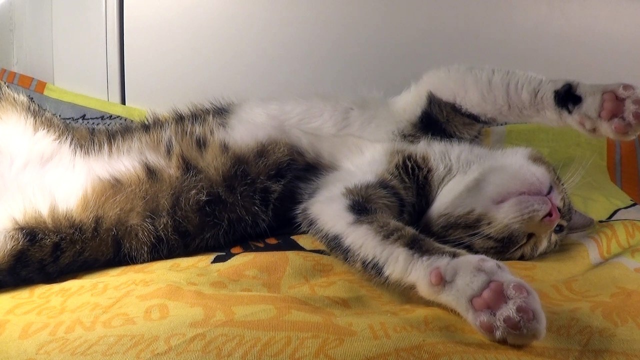 This Cat Has Fainted - video Dailymotion