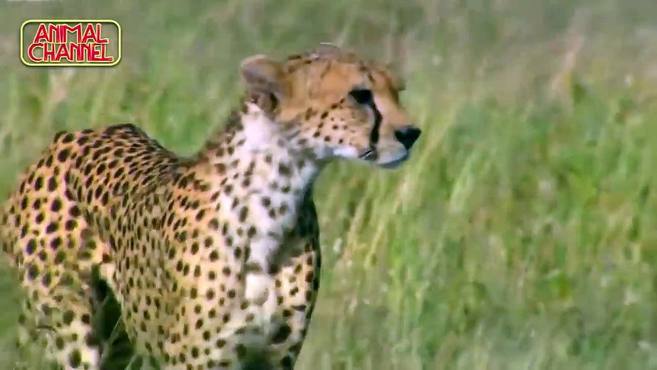 Most Amazing Big Cats Hunting Attack Compilation Cheetah Lions Jaguar ...