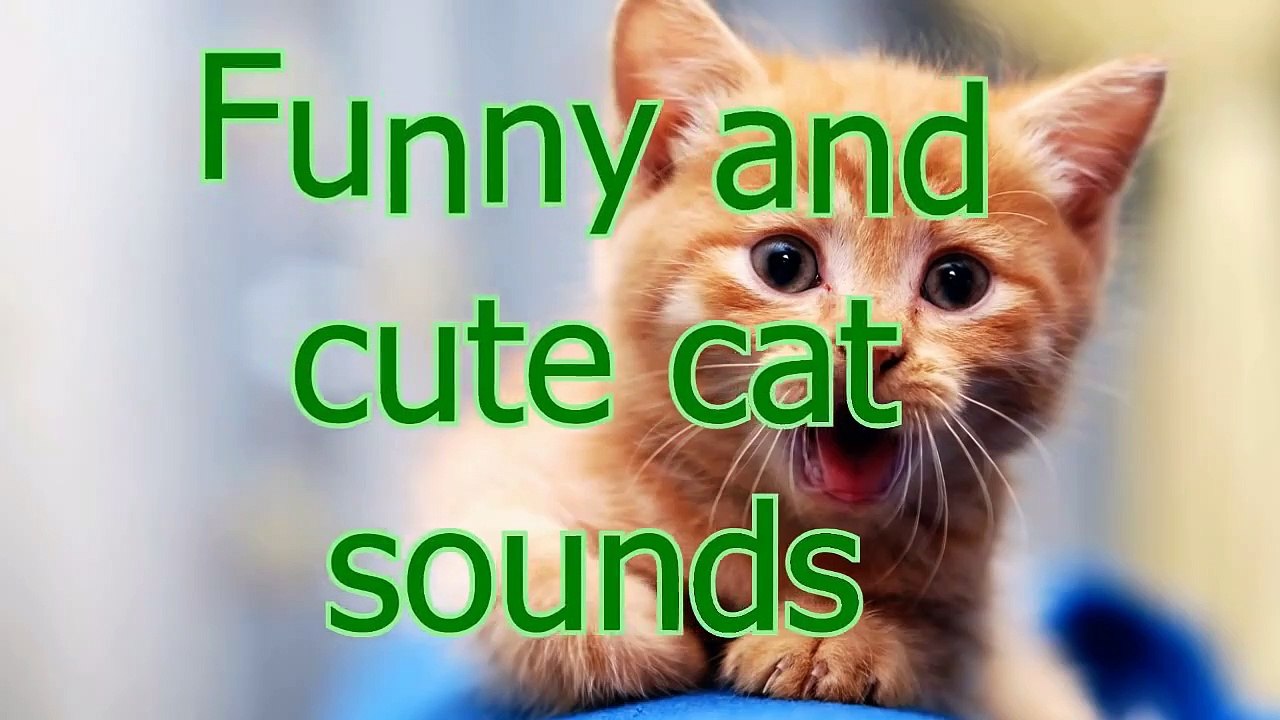 Funny and cute cat sounds - Cat compilation - Vidéo Dailymotion