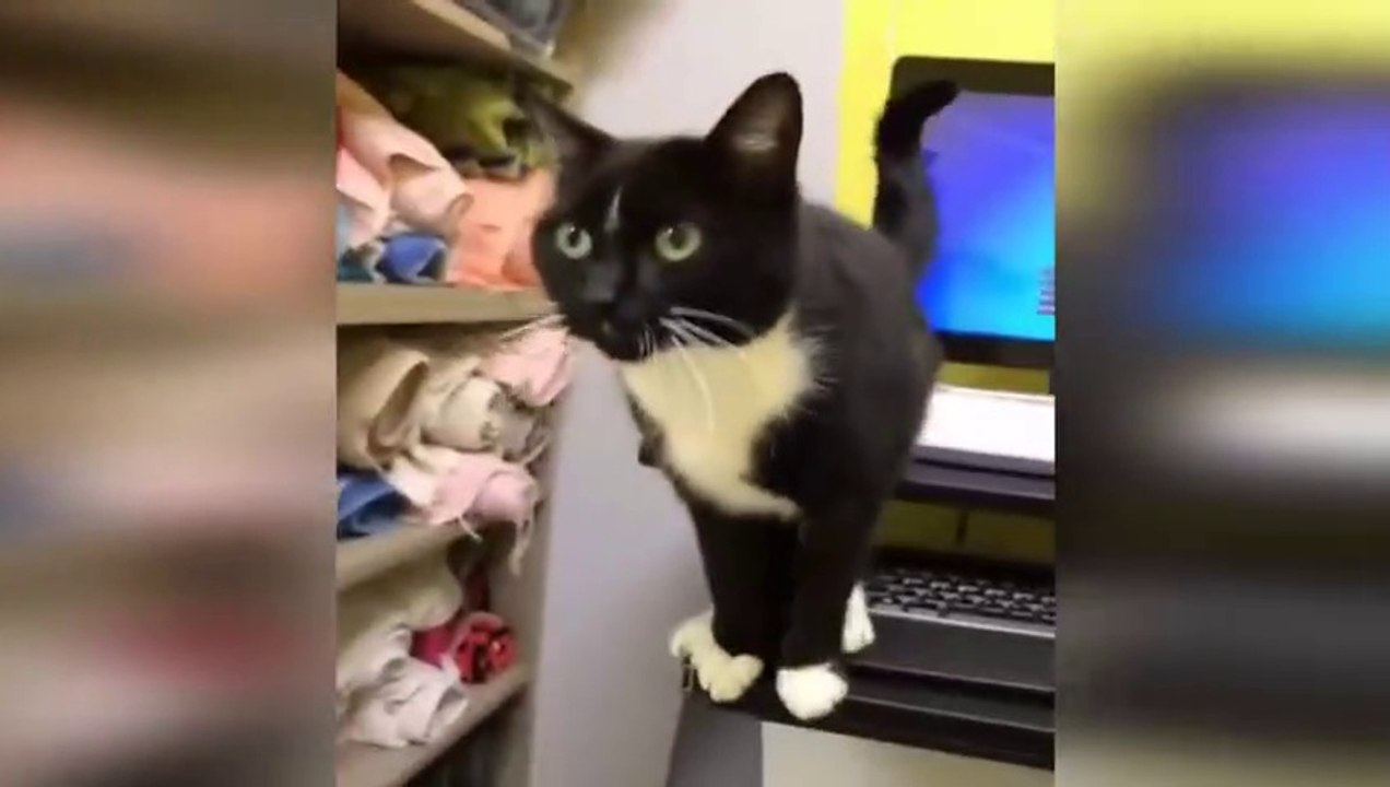 Funny animals Funny cats dogs Funny animal videos 286_480p - video ...