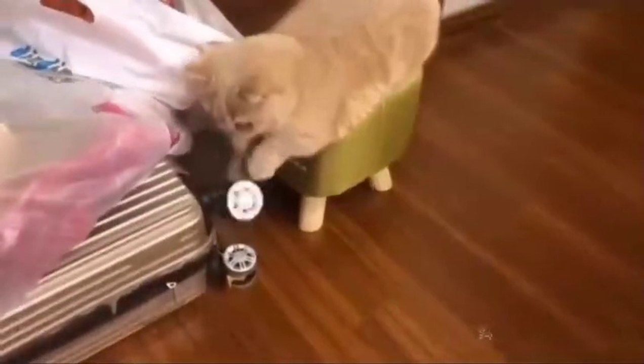 Baby Cats Cute and Funny Cat Videos Compilation 66 Aww Animals_480p ...