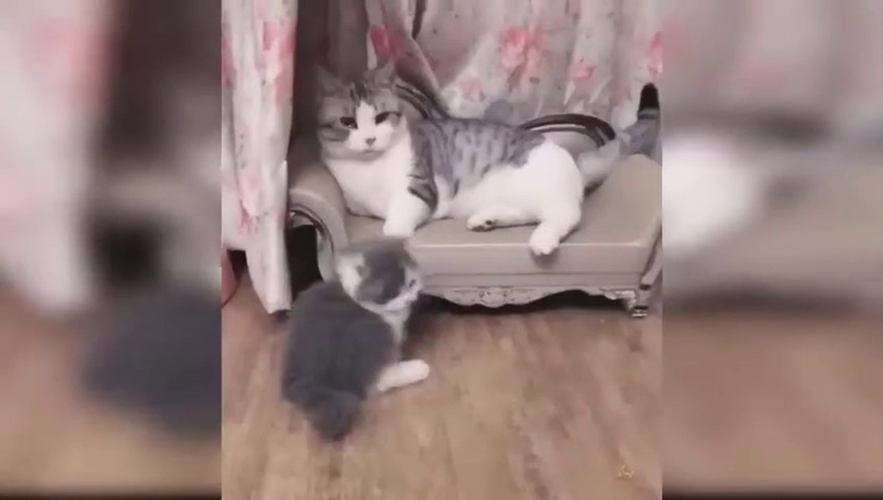 Baby Cats Cute and Funny Cat Videos Compilation 65 Aww Animals_480p ...