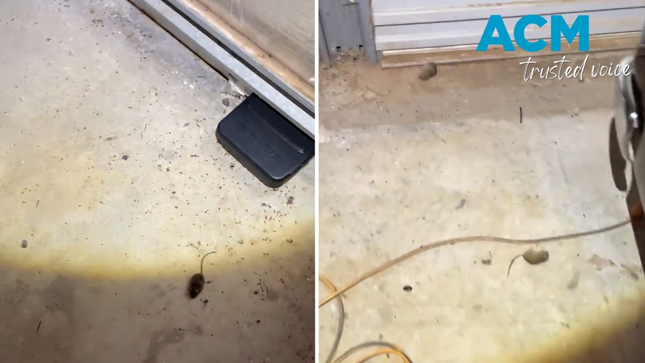 Dead, baited mice in garage as more of the rodents found in Dubbo, NSW ...