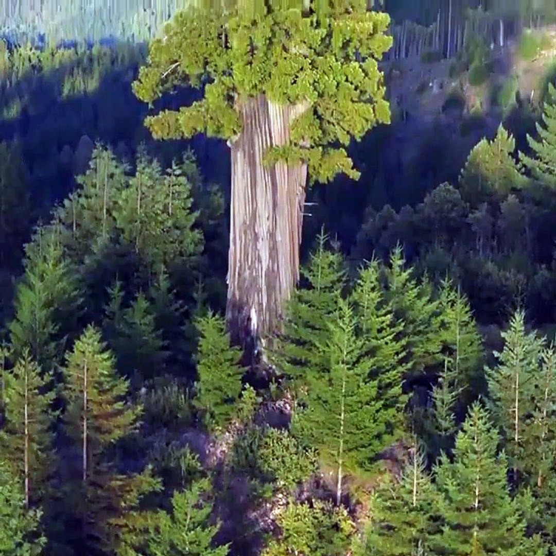 L'arbre Le Plus Haut Du Monde