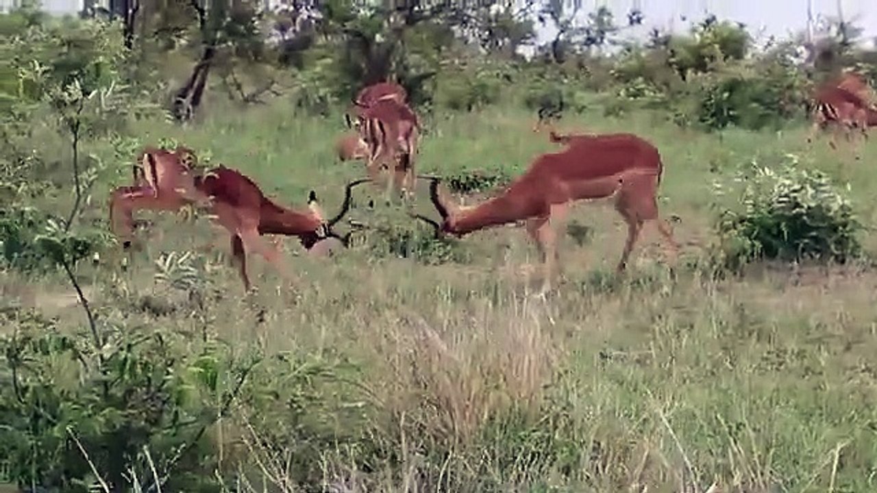 deer_fight__wild_animals_fighting_%23wildlife_%E2%9D%A4%EF%B8%8F%F0%9F ...