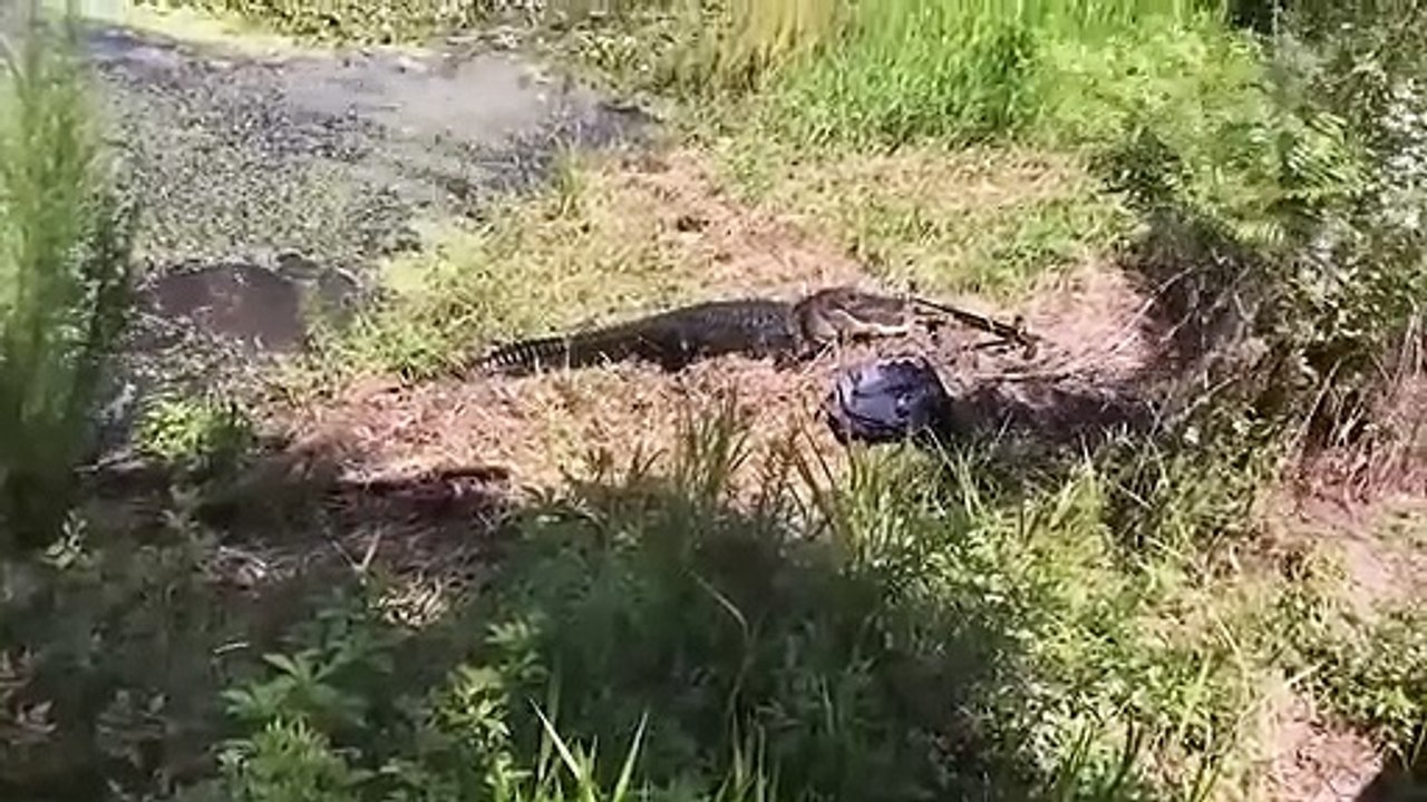 30 Scariest Animal Encounters Caught On Camera - video Dailymotion