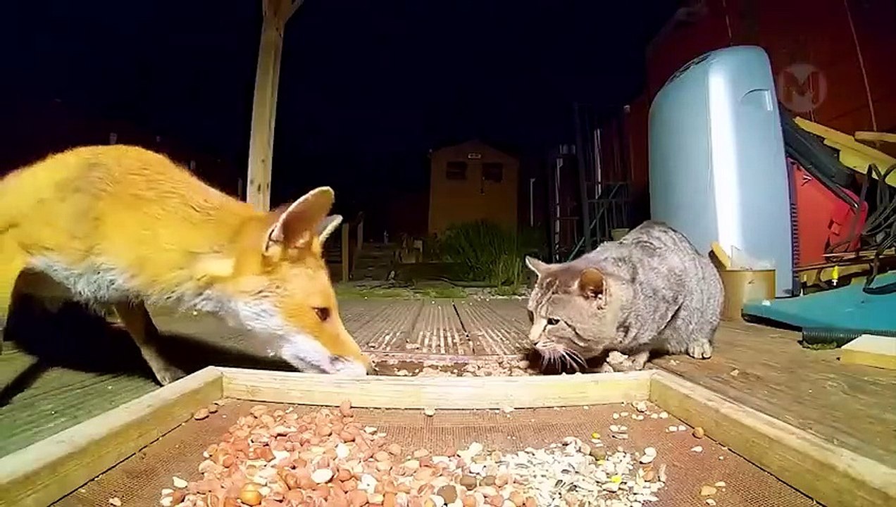 30 Times Animals Messed With The Wrong Opponent! - video Dailymotion