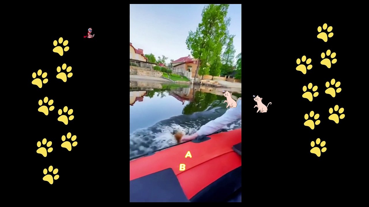 funny dogs reactions part 19 No Languages only funny voices |Sabeera ...